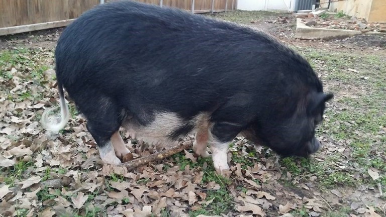 American Mini Pig Standard Colors and Patterns