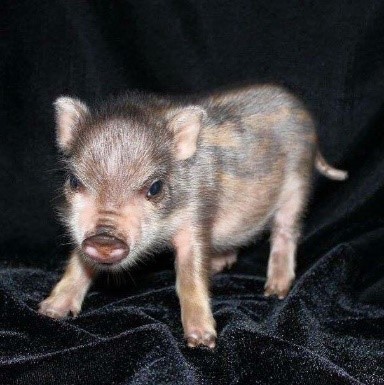 American Mini Pig Standard Colors and Patterns