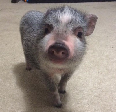 American Mini Pig Standard Colors and Patterns