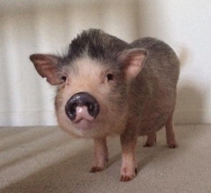 American Mini Pig Standard Colors and Patterns