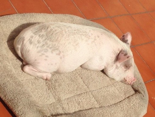 American Mini Pig Standard Colors and Patterns