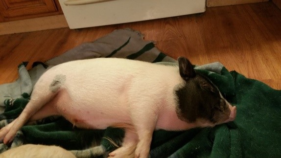 American Mini Pig Standard Colors and Patterns