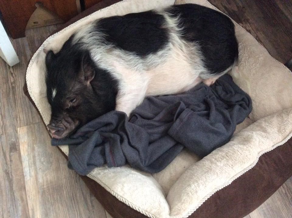 American Mini Pig Standard Colors and Patterns