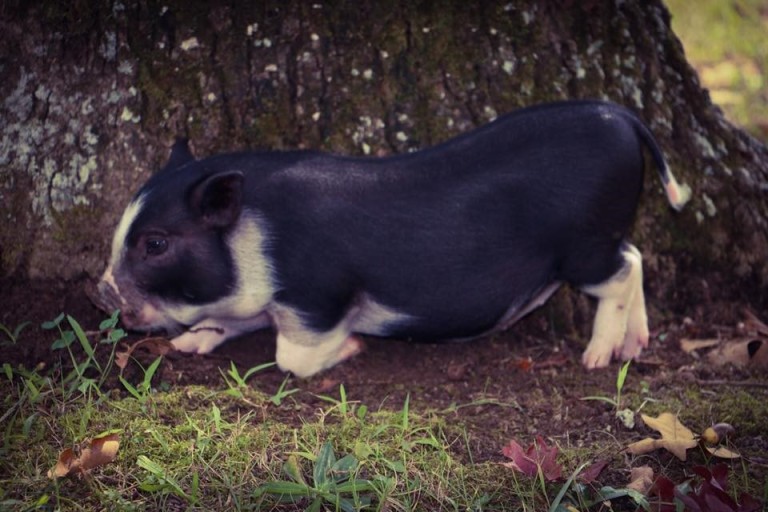 American Mini Pig Standard Colors and Patterns