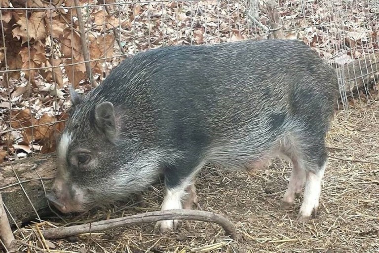 American Mini Pig Standard Colors and Patterns