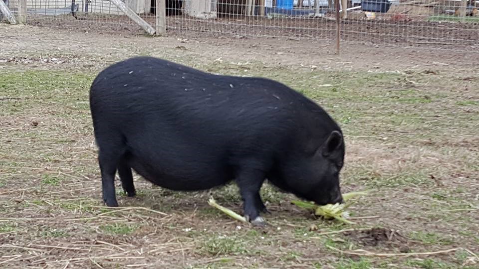 American Mini Pig Standard Colors and Patterns