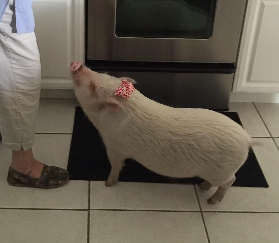 American Mini Pig Standard Colors and Patterns