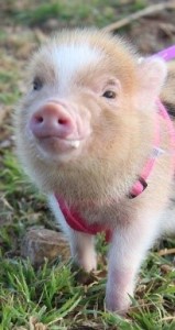 American Mini Pig Standard Colors and Patterns