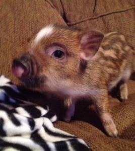 American Mini Pig Standard Colors and Patterns
