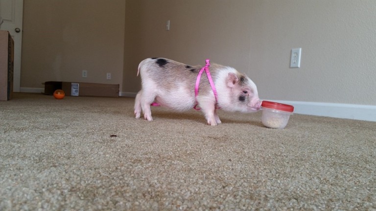 American Mini Pig Standard Colors and Patterns