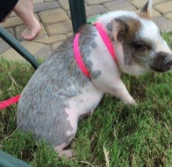 American Mini Pig Standard Colors and Patterns