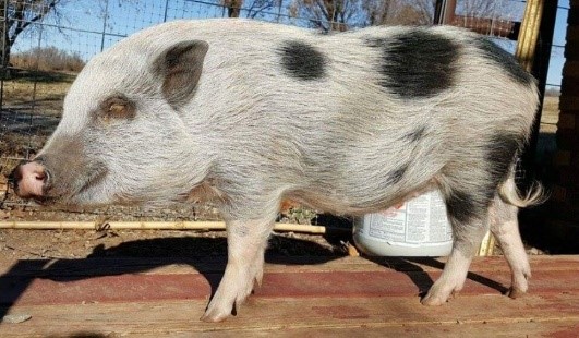 American Mini Pig Standard Colors and Patterns