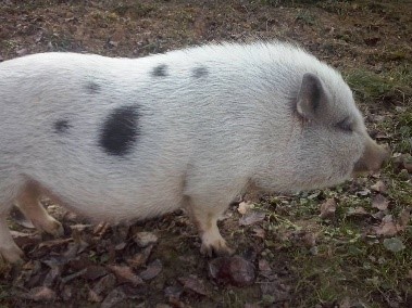 American Mini Pig Standard Colors and Patterns