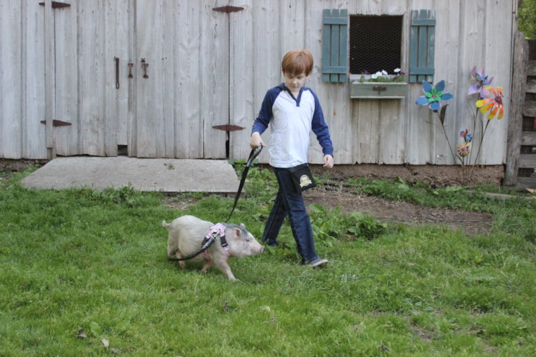 Mini Pig Harness & Leash Training-New Adventures with your Mini Pig
