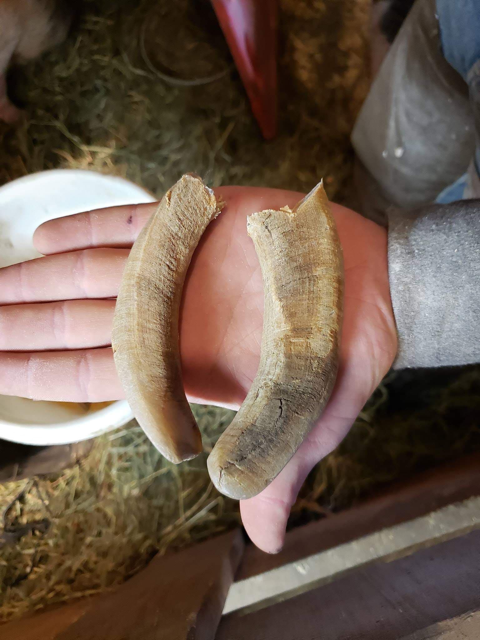 Hoof Trimming